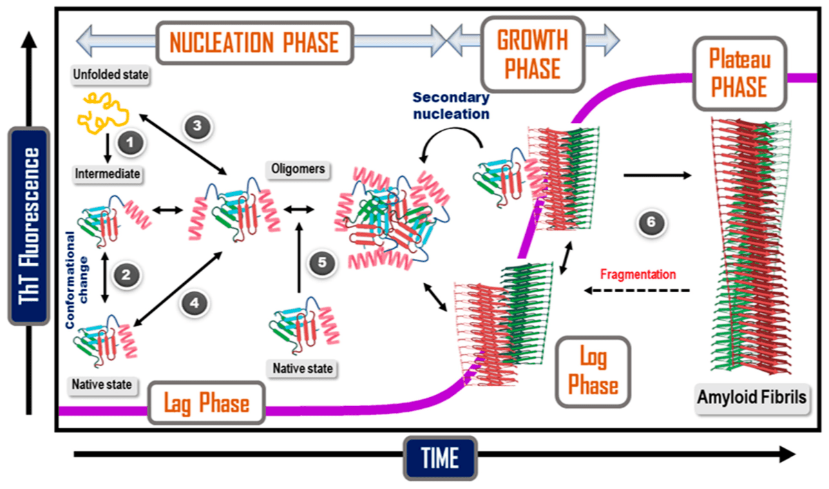 From Assay To Testing: The Potential of SOBA Beyond Alzheimer's ...