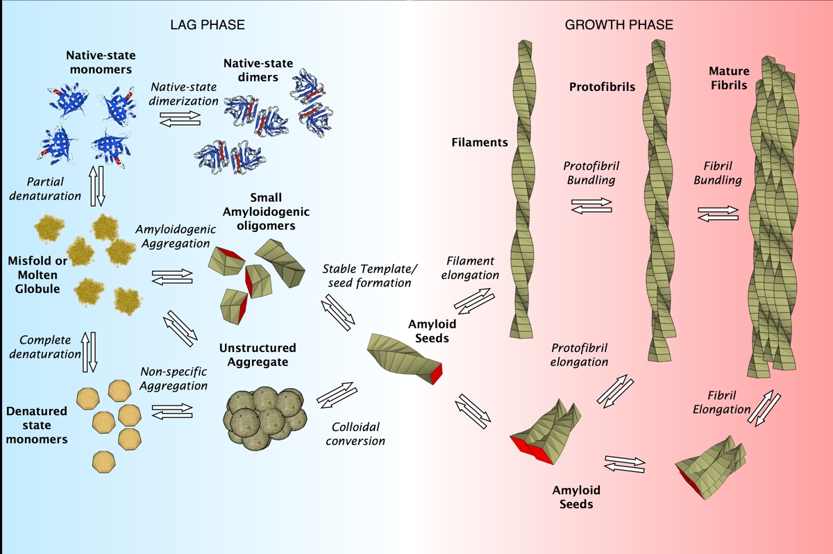 From Assay To Testing: The Potential of SOBA Beyond Alzheimer's ...