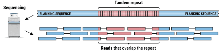 PacBio Introduces TRGT for Tandem Repeats Genome-Wide Characterization ...