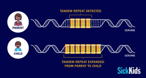 PacBio Introduces TRGT for Tandem Repeats Genome-Wide Characterization ...