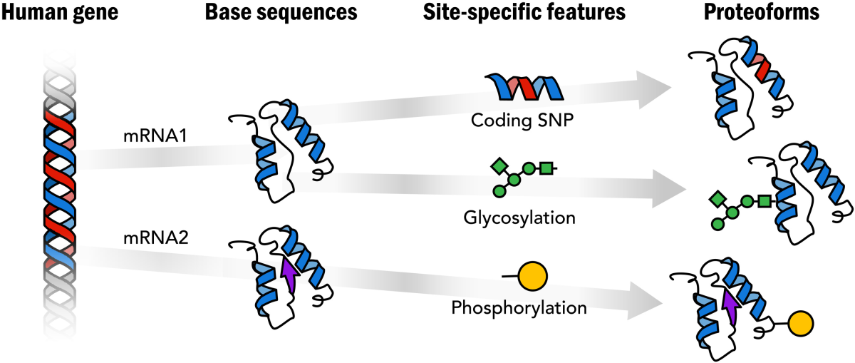 Unlocking the Human Proteome: X-Chem & SGC's Collaborative Leap into ...