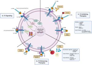 Interleukin-15 and Its Diversified Roles in Inflammation, Infection and ...
